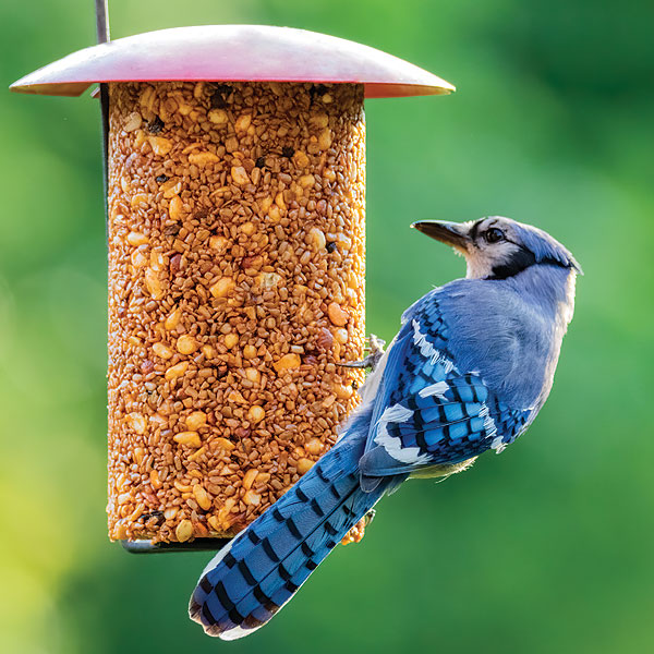 BACKYARD BIRDS & WILDLIFE – Sparr Building and Farm Supply